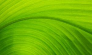 Chlorophobia: the fear of the color green exists